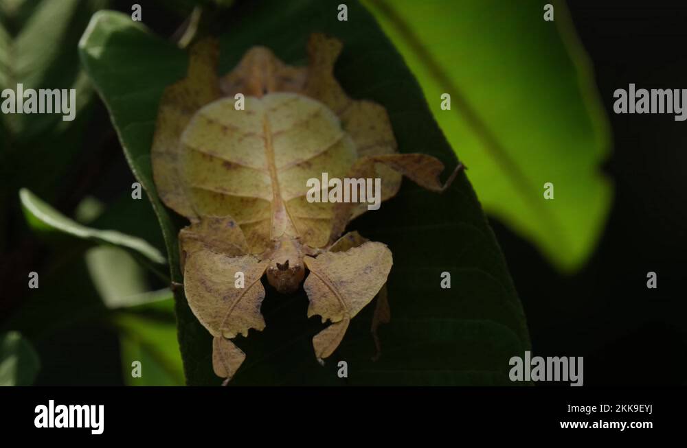 Javanese Leaf Insect, Phyllium pulchrifolium, Female, Yellow Form, 4K ...