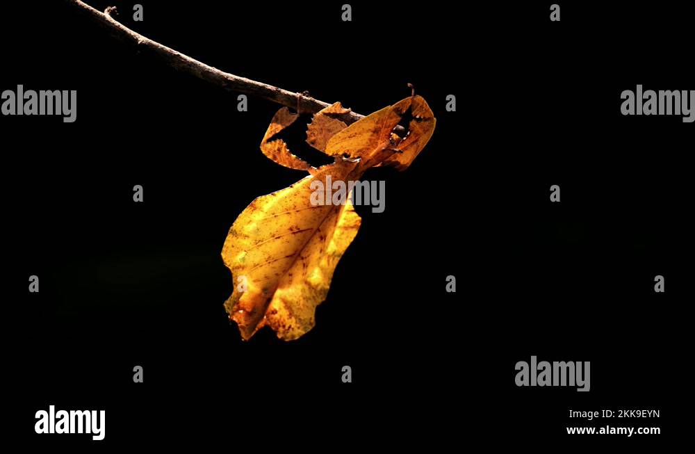 Javanese Leaf Insect, Phyllium pulchrifolium, Female, Yellow Form, 4K ...