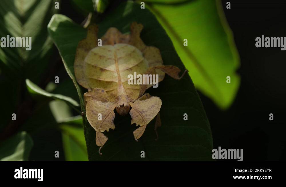 Javanese Leaf Insect, Phyllium pulchrifolium, Female, Yellow Form, 4K ...