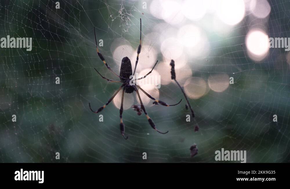 Costa rican spider Stock Videos & Footage - HD and 4K Video Clips - Alamy