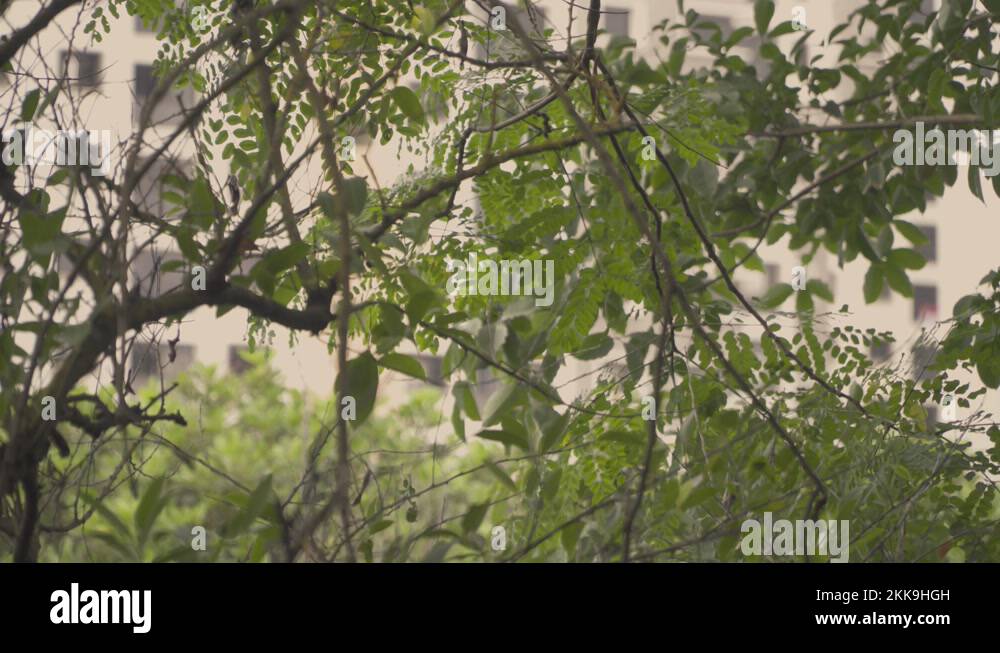 Foliage Sway As The Wind Blows Gently On Park In Southern Ridges Stock ...