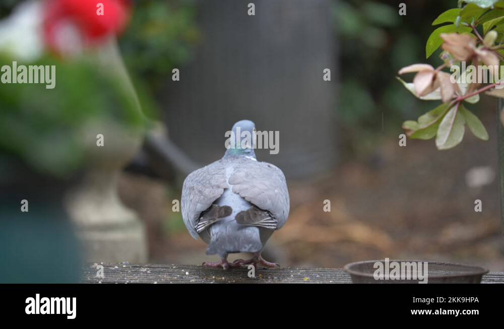 A pigeon taking off in slow motion for a British back garden Stock ...