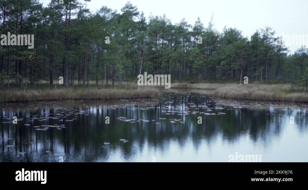 Bog background Stock Videos & Footage - HD and 4K Video Clips - Alamy