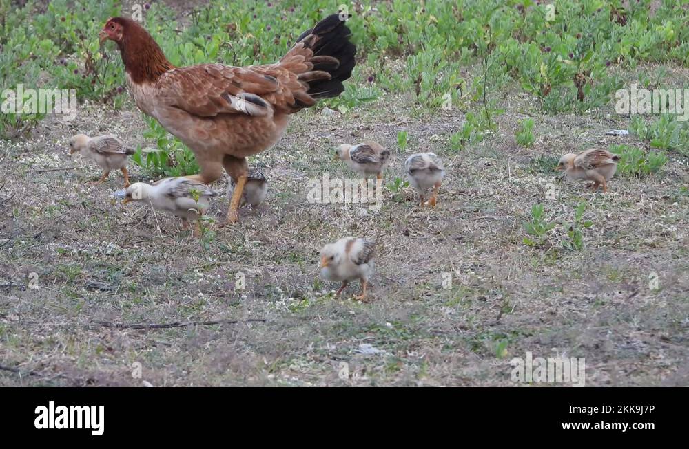 Chicken is eating Stock Videos & Footage - HD and 4K Video Clips - Alamy