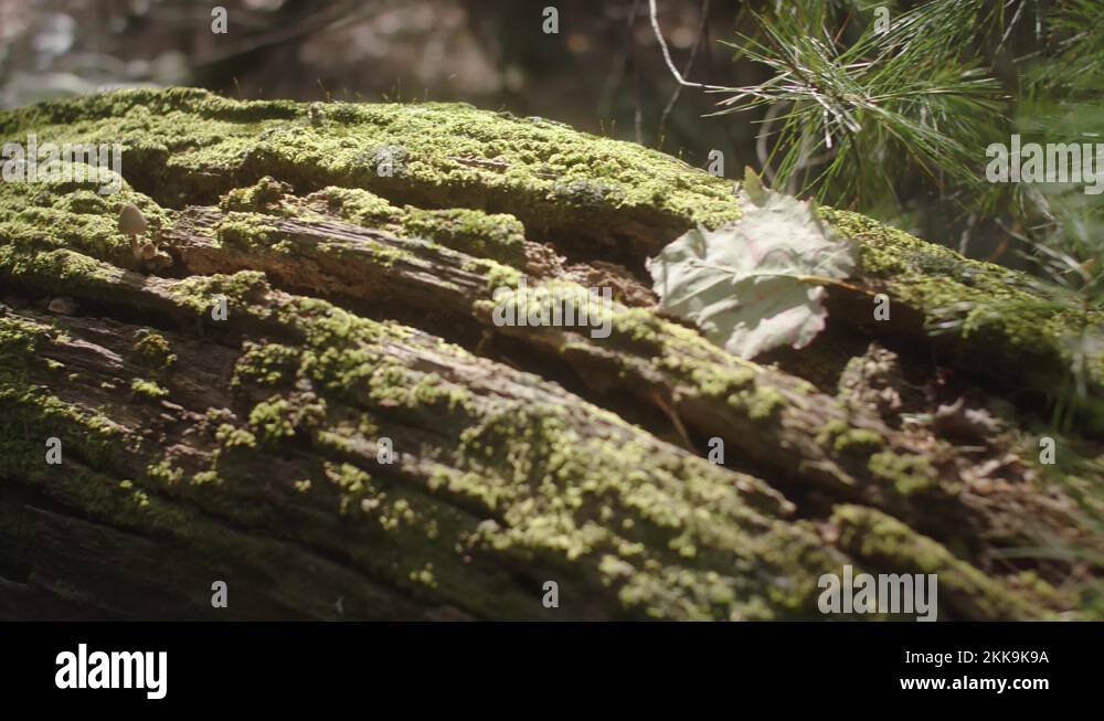 Slowly rotting Stock Videos & Footage - HD and 4K Video Clips - Alamy