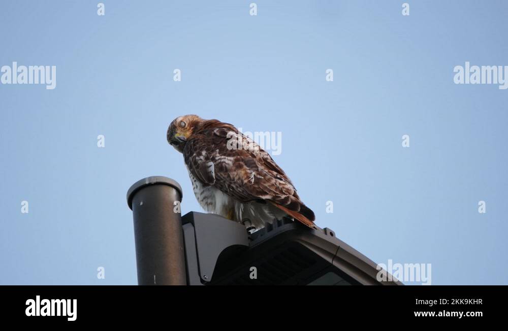 A Red-Tailed Hawk perches on a streetlight and looks off camera as it ...