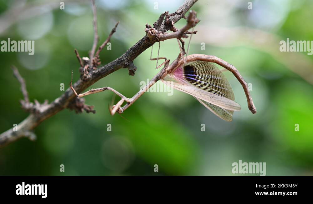 Heterochaetula straminea, Mantis, 4K Footage; hiding its face using its ...