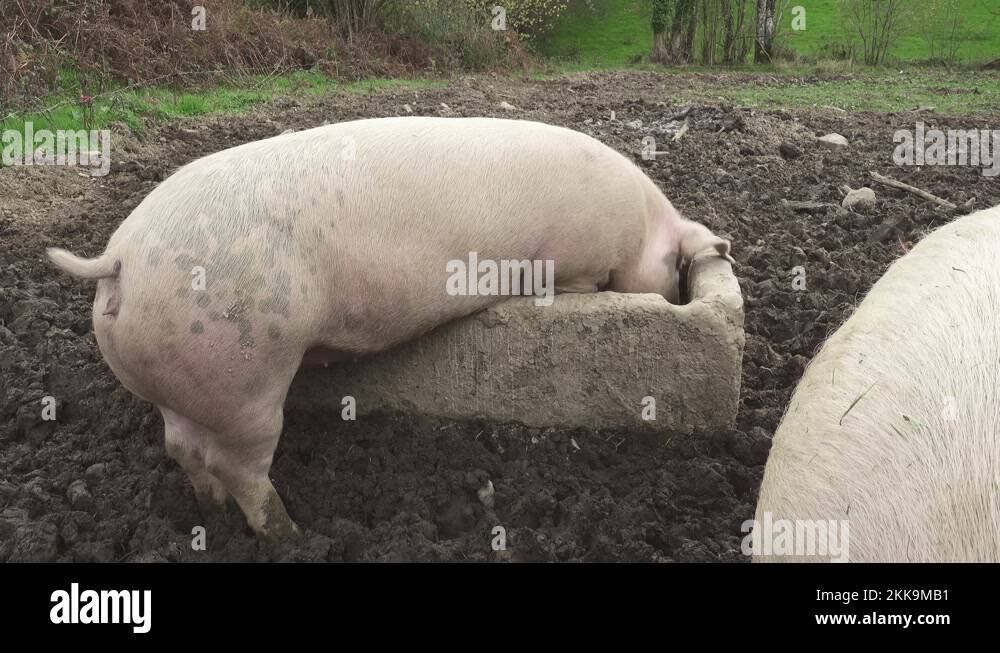 Pig in a trough Stock Videos & Footage - HD and 4K Video Clips - Alamy