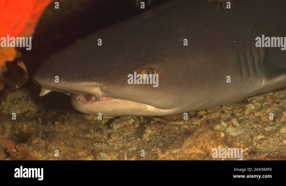 Close of of a white tip reef shark showing eye and teeth in 4K Quaility Stock Video Footage - Alamy