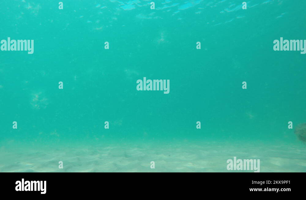 Algae floating in water Stock Videos & Footage - HD and 4K Video Clips ...