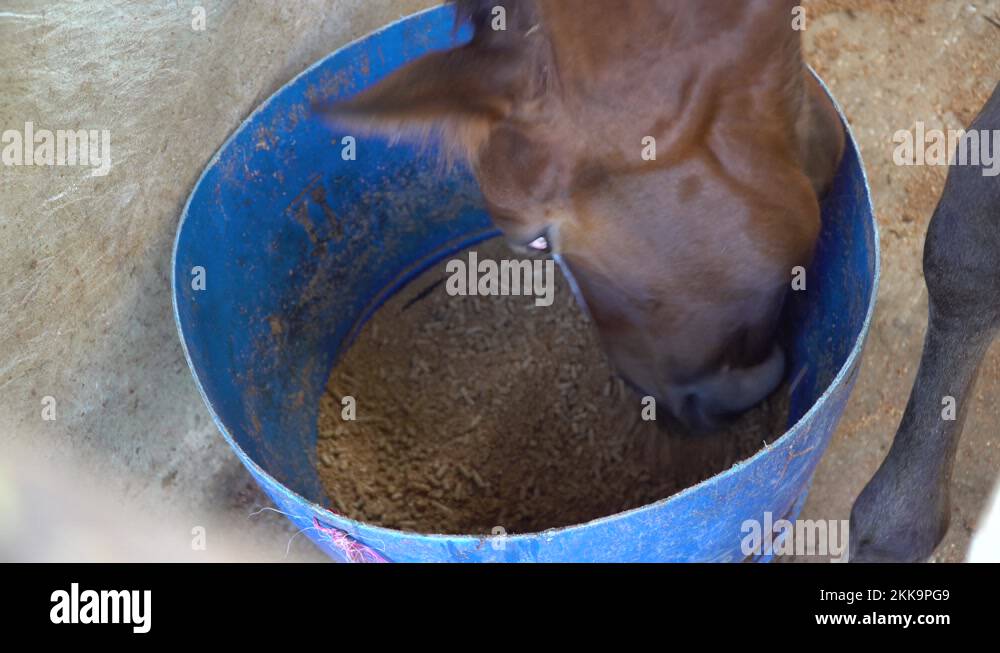 Horse pellets Stock Videos & Footage - HD and 4K Video Clips - Alamy