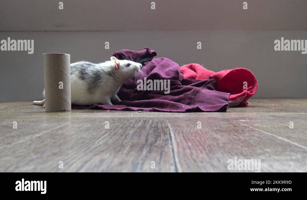 Fancyrat Stock Videos & Footage - HD and 4K Video Clips - Alamy
