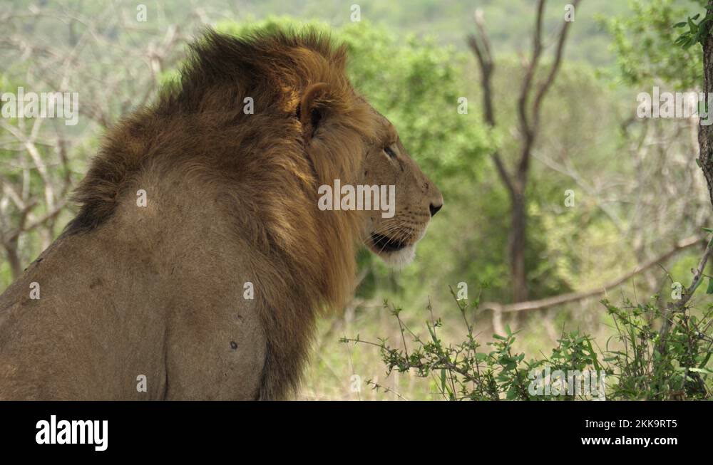 Male lion black mane Stock Videos & Footage - HD and 4K Video Clips - Alamy