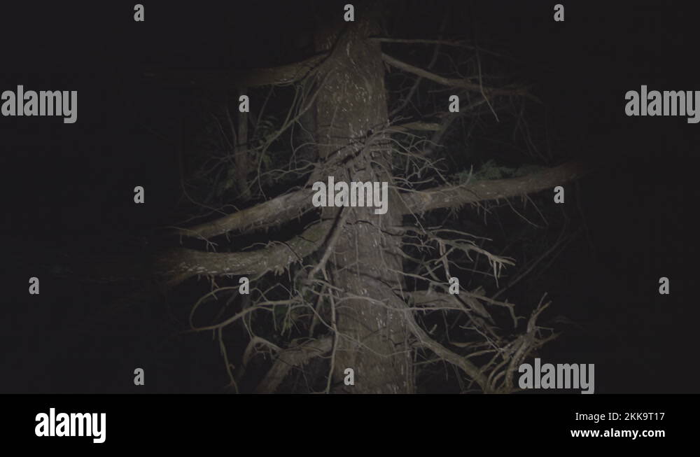 Frightening dream Stock Videos & Footage - HD and 4K Video Clips - Alamy