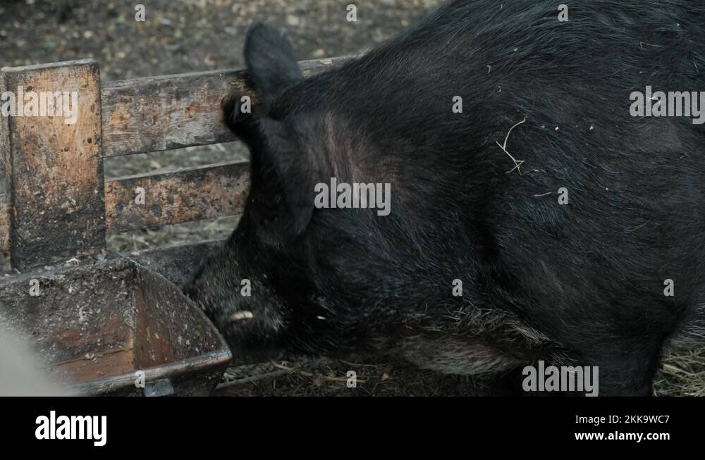 Wild pigs in the pen. Wild hogs rooting in the mud Stock Video Footage ...