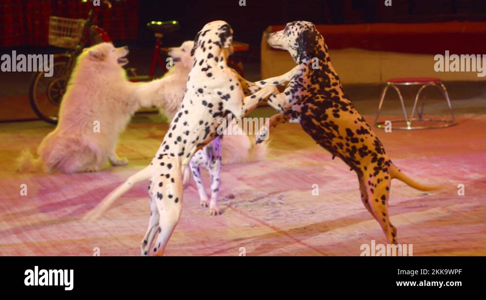 Circus dog jump Stock Videos & Footage - HD and 4K Video Clips - Alamy