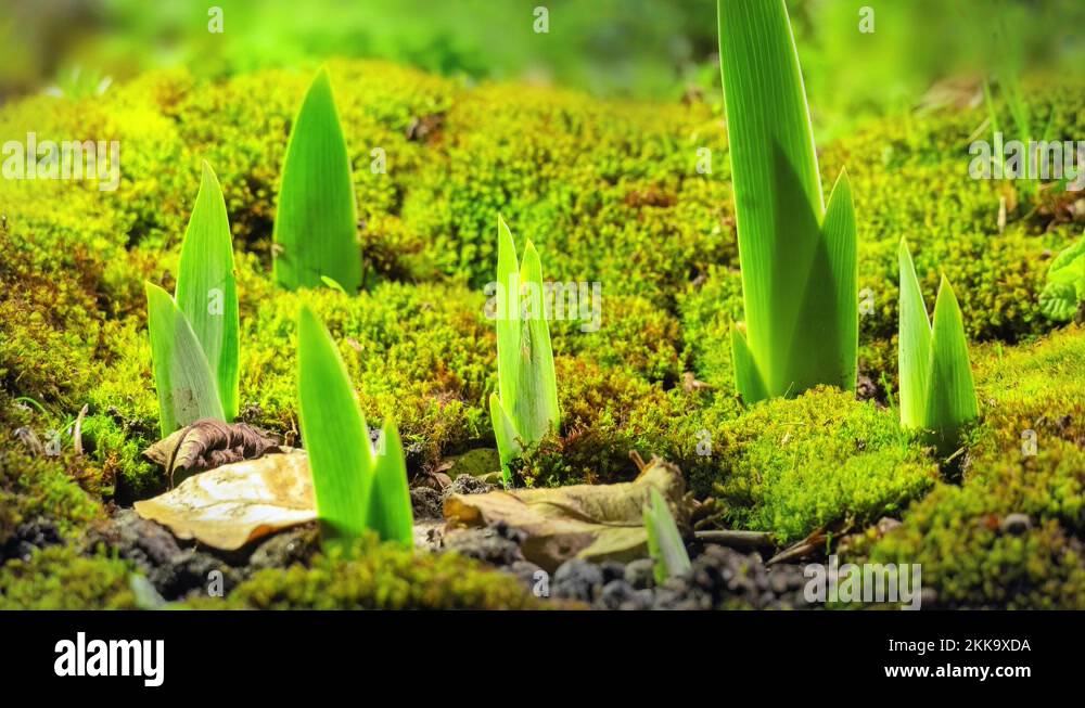 Iris seedlings Stock Videos & Footage - HD and 4K Video Clips - Alamy