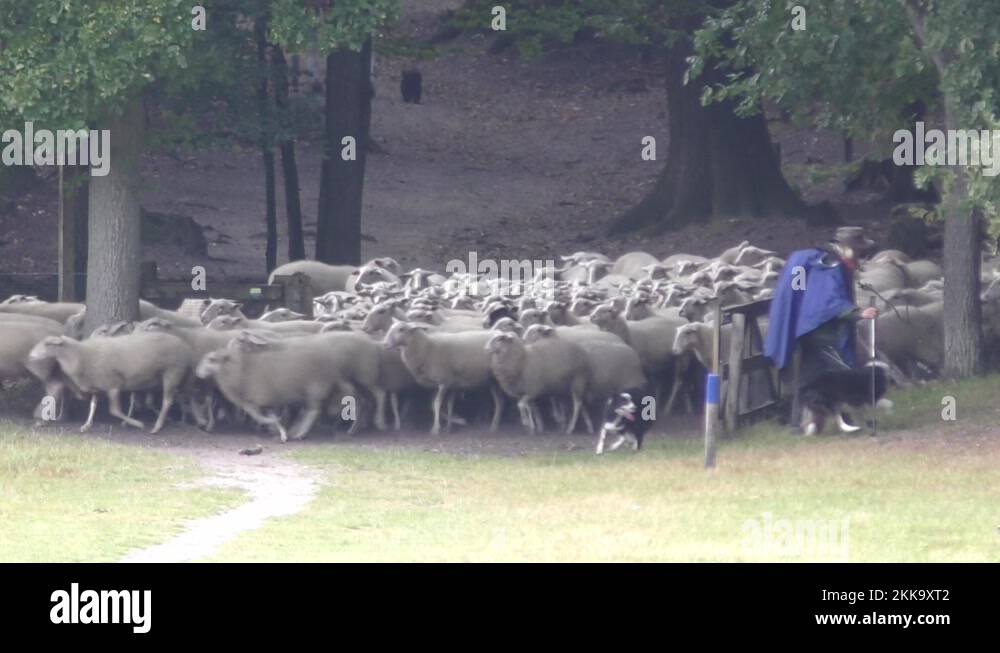Shepherd gate Stock Videos & Footage - HD and 4K Video Clips - Alamy