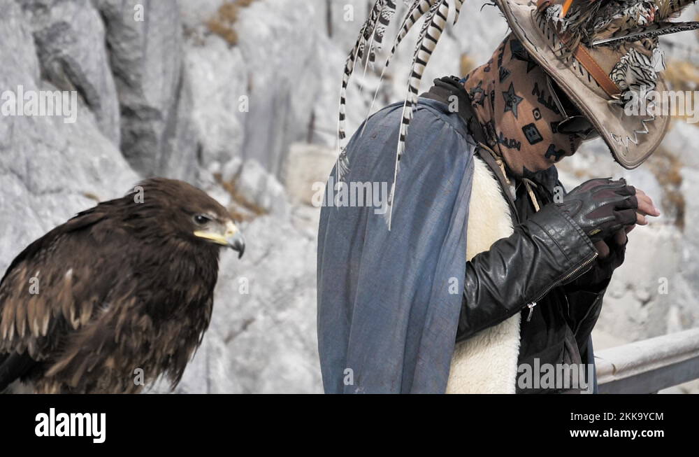 Falcon master Stock Videos & Footage - HD and 4K Video Clips - Alamy