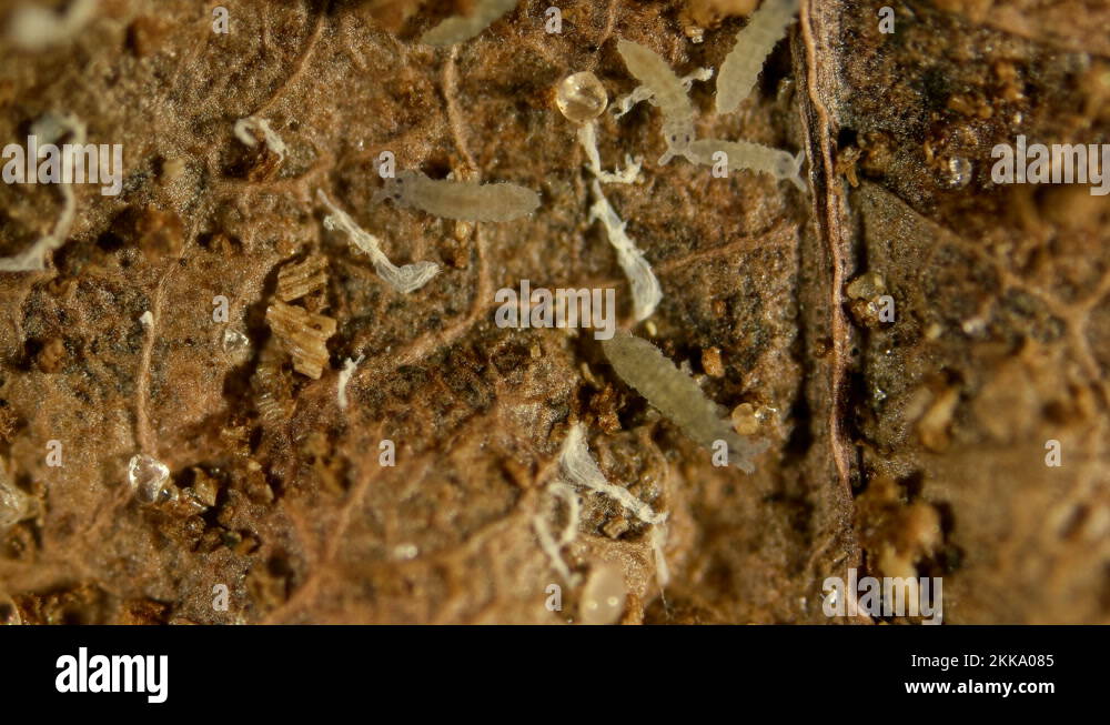 Isotomidae Stock Videos & Footage - HD and 4K Video Clips - Alamy