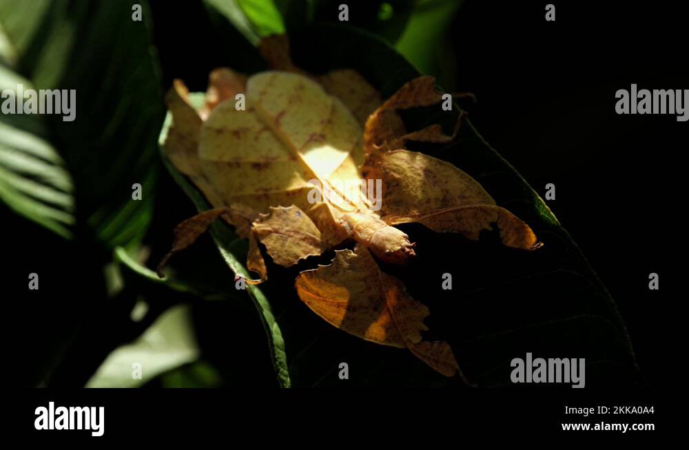 Javanese Leaf Insect, Phyllium pulchrifolium, Female Yellow Form, 4K ...