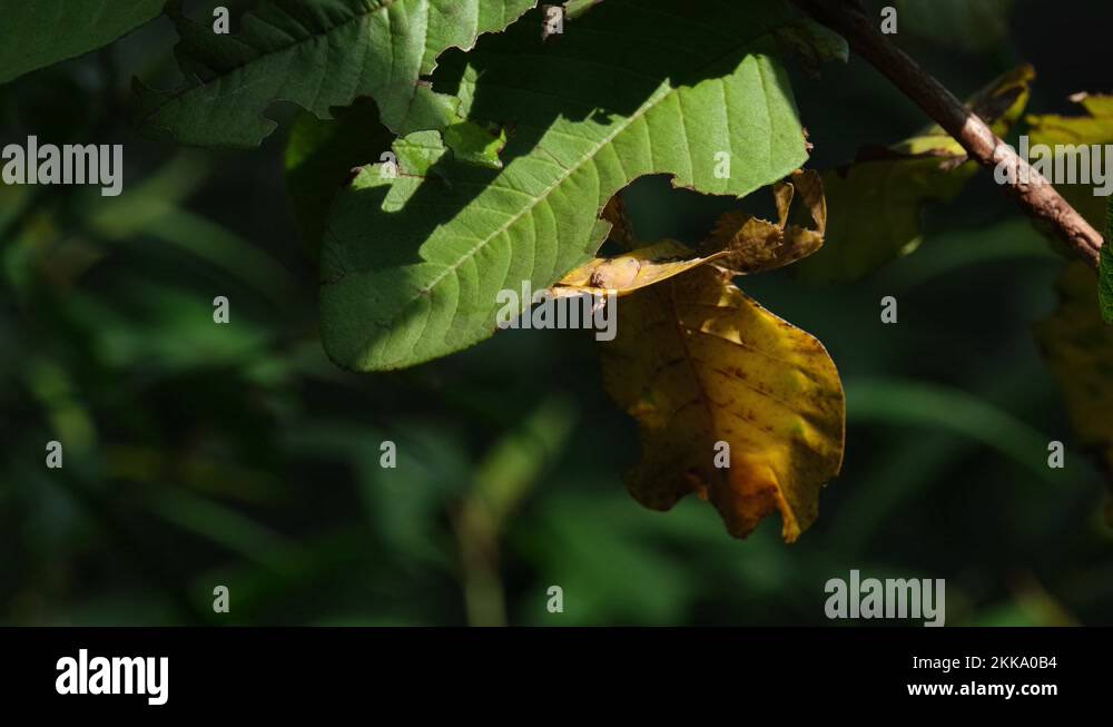 Javanese Leaf Insect, Phyllium pulchrifolium, Female Yellow Form, 4K ...