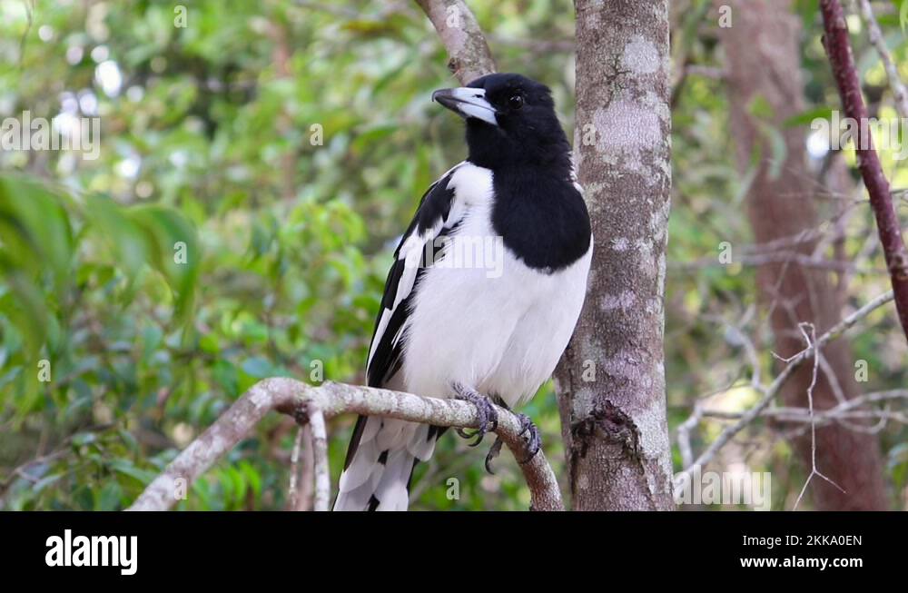Australia australian wildlife bird Stock Videos & Footage - HD and 4K ...