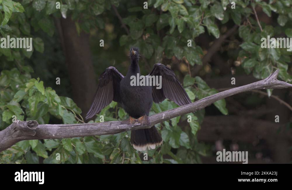 Bob bird Stock Videos & Footage - HD and 4K Video Clips - Alamy