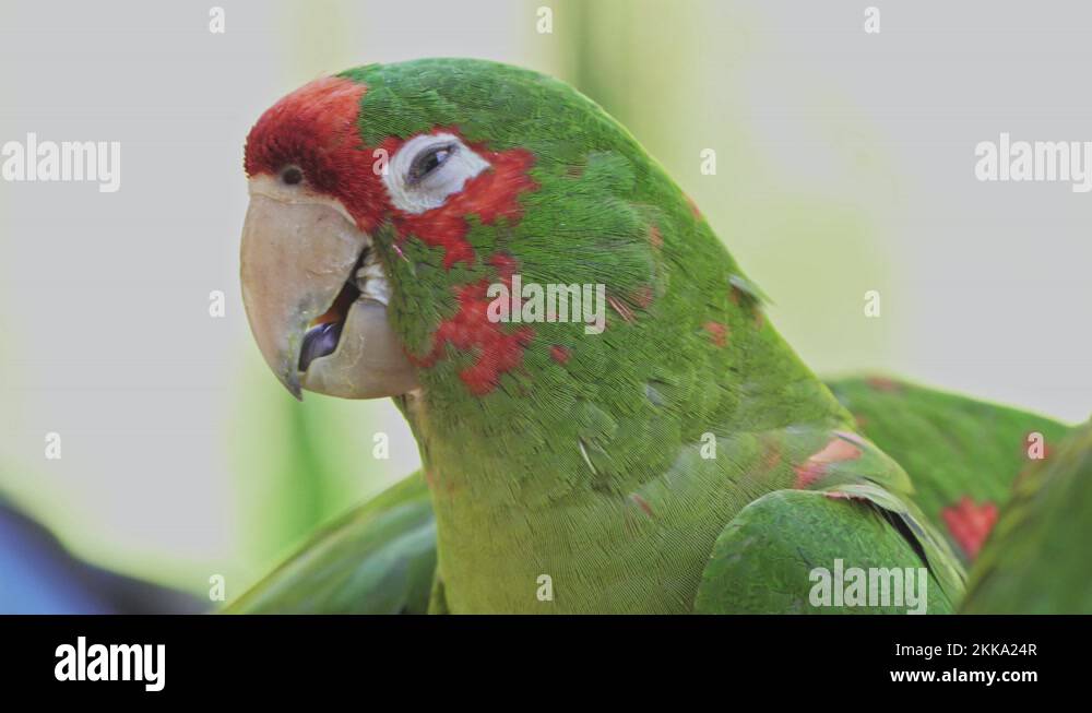 Mitred parakeet with open beak moves tongue and shuts eyes, close-up ...