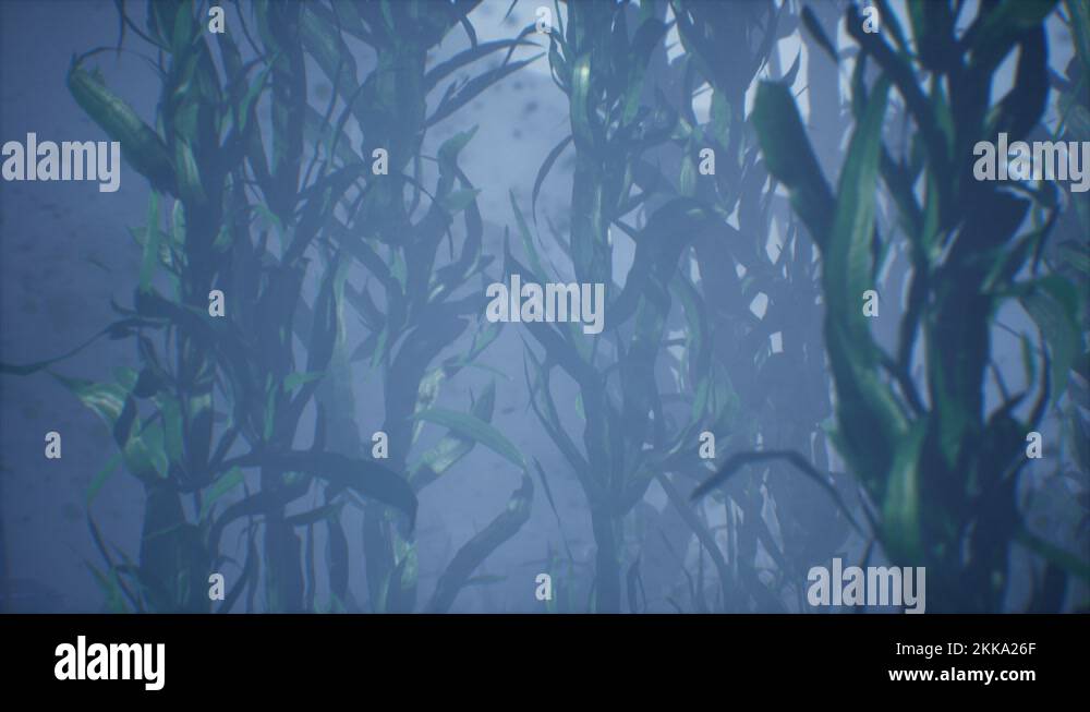 underwater grass forest of seaweed Stock Video Footage - Alamy
