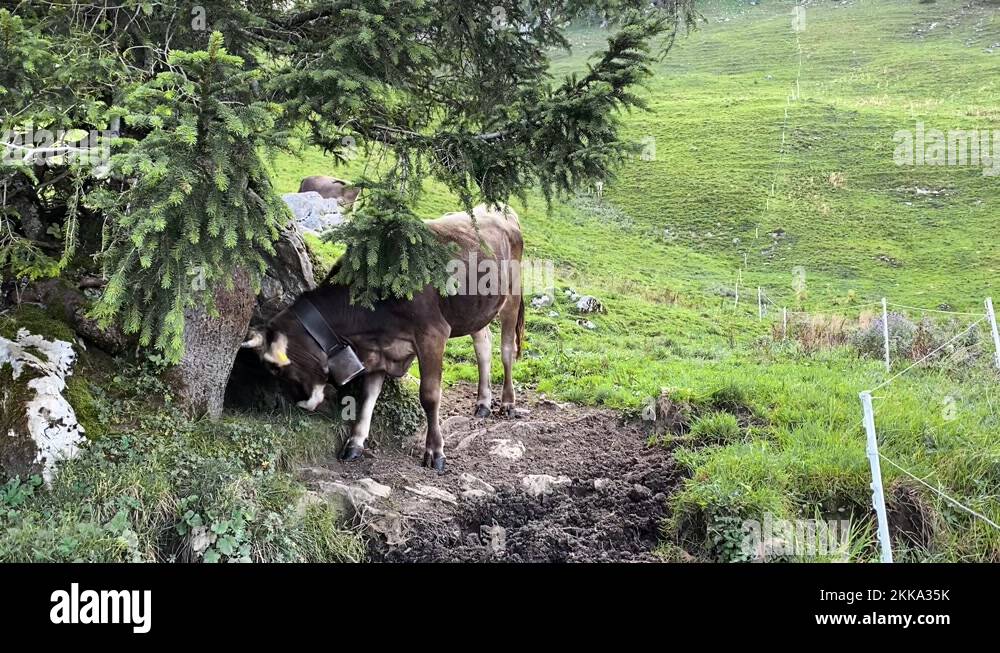 Alpine cowbell Stock Videos & Footage - HD and 4K Video Clips - Alamy