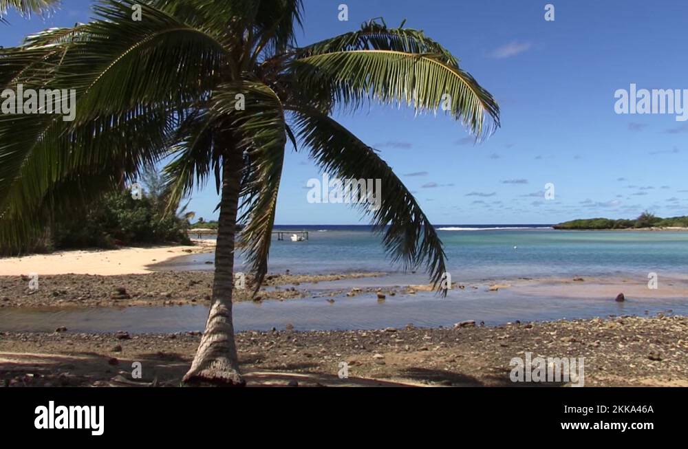 Coconut palm tree, filmed in Rarotonga, Cook Islands Stock Video ...