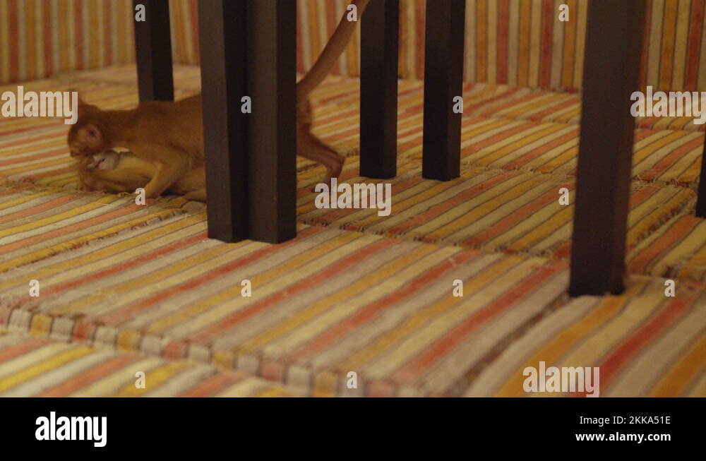 Beijingcat Stock Videos & Footage - HD and 4K Video Clips - Alamy