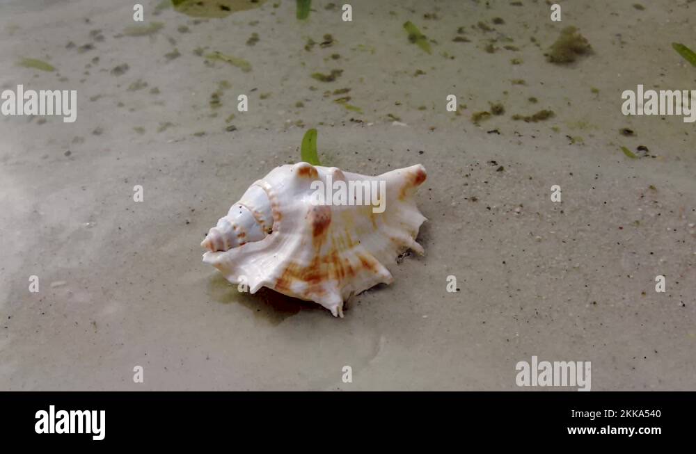 Caribbean shell beach Stock Videos & Footage - HD and 4K Video Clips ...