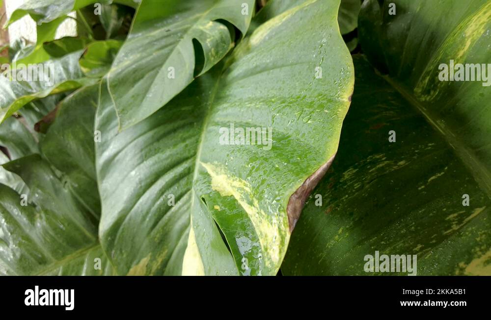 Howtocareforraindropplant Stock Videos & Footage - HD and 4K Video ...