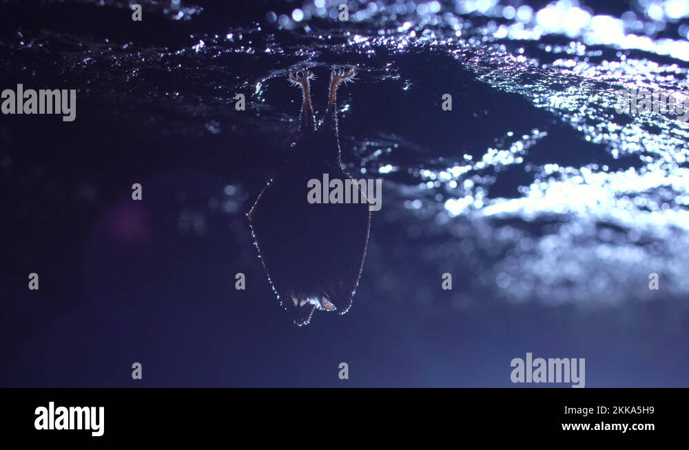 Lesser horseshoe bat awaken swinging under top of cold natural rock ...