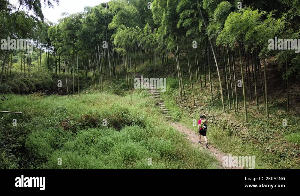 Bamboo forest in hangzhou Stock Videos & Footage - HD and 4K Video ...