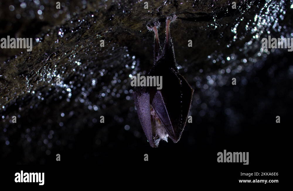 Lesser horseshoe bat awaken swinging under top of cold natural rock ...