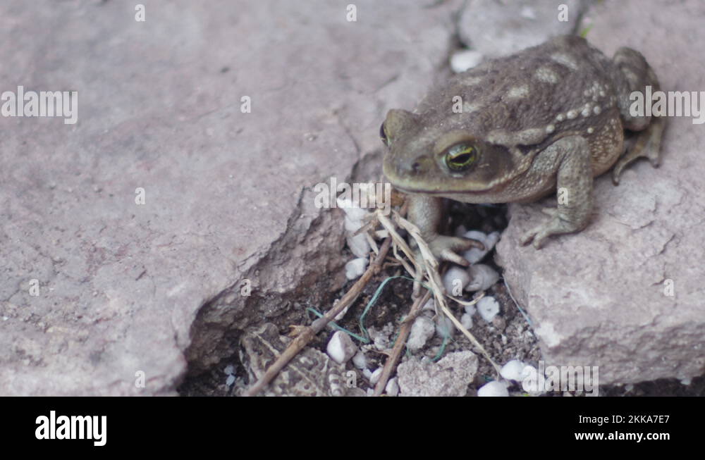 green toad sitting on a stones and branches outside a house, big green ...