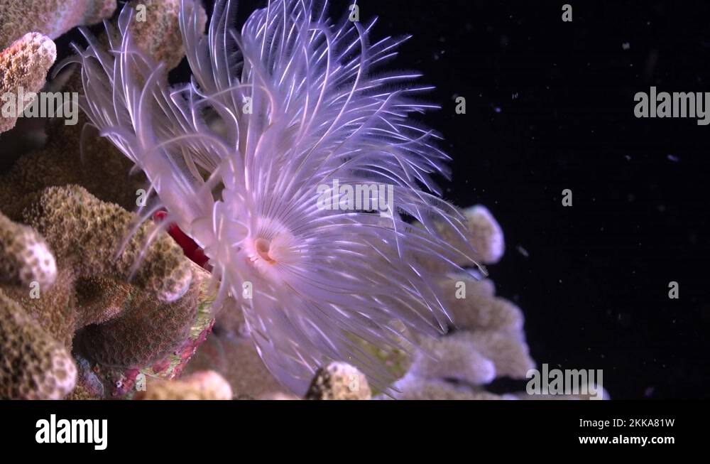 Worm colors Stock Videos & Footage - HD and 4K Video Clips - Alamy