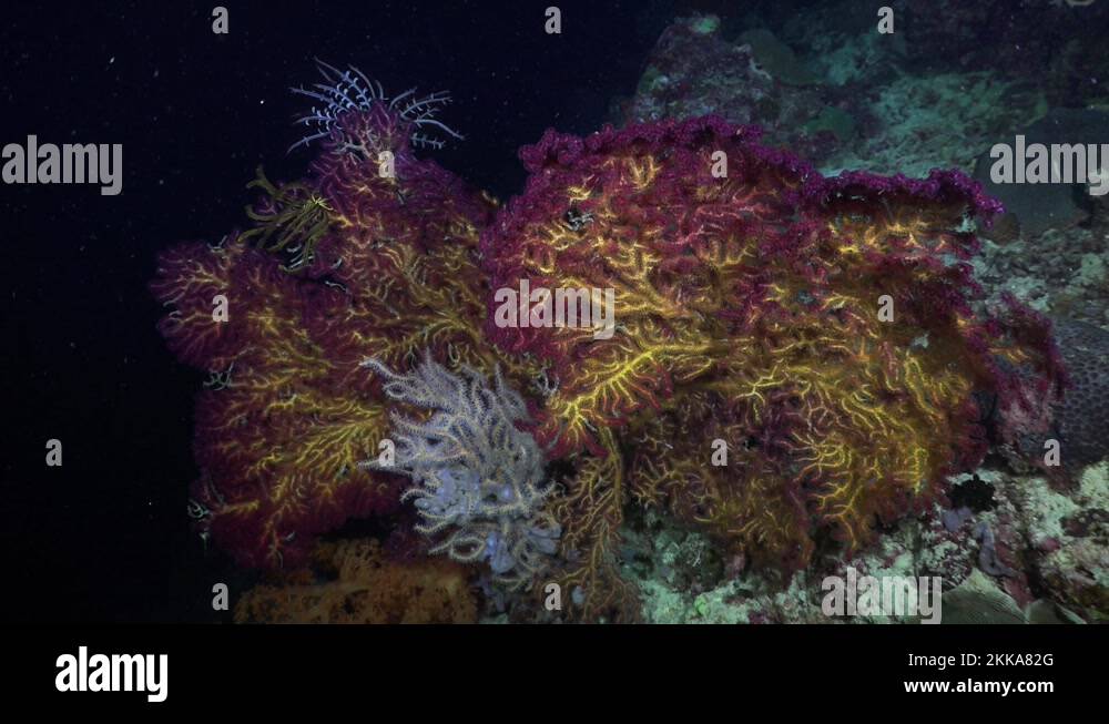 Red sea fans Stock Videos & Footage - HD and 4K Video Clips - Alamy