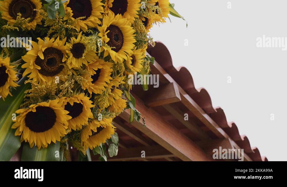 Multiple sunflowers Stock Videos & Footage - HD and 4K Video Clips - Alamy