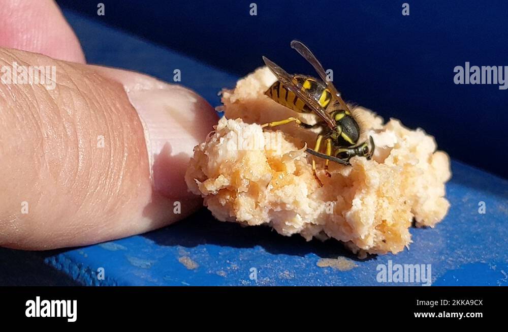 Wasp stinging person Stock Videos & Footage - HD and 4K Video Clips - Alamy