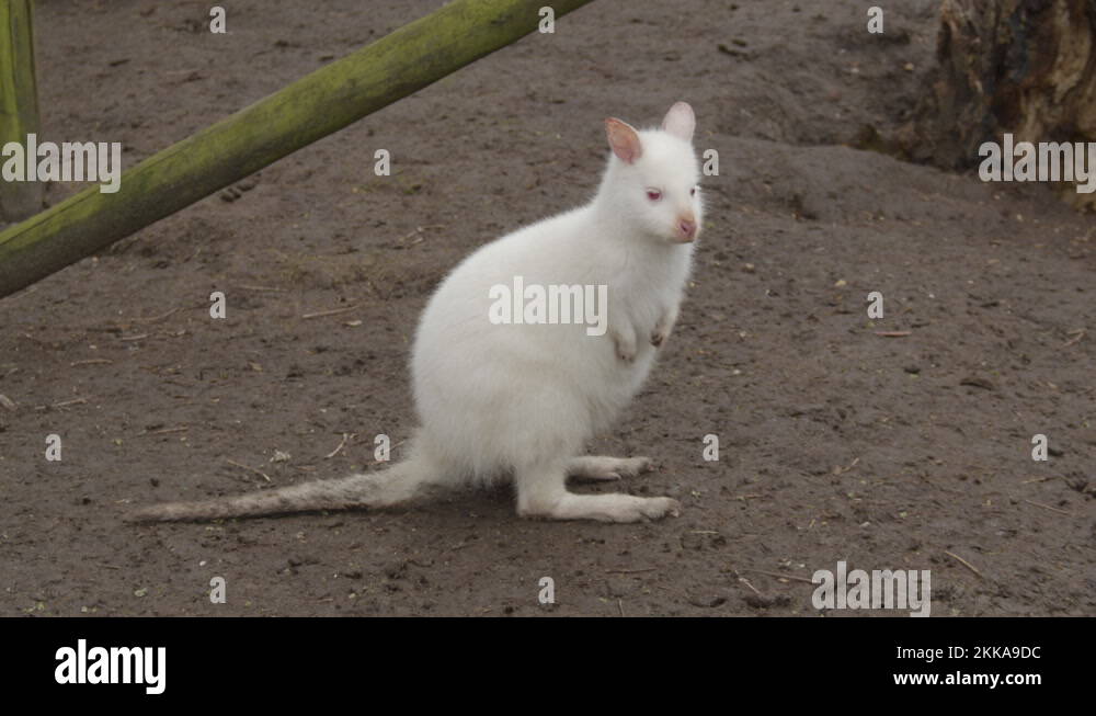 Albino mutation Stock Videos & Footage - HD and 4K Video Clips - Alamy