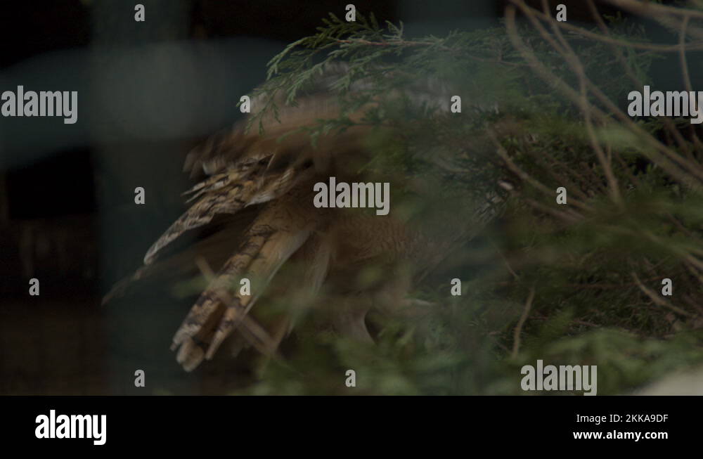 Indian eagle-owl (Bubo bengalensis) hiding behind branches and foliage ...