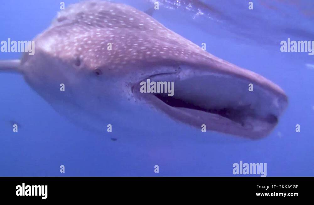 Whale Shark Giant whale shark on the surface of the Caribbean Sea ...