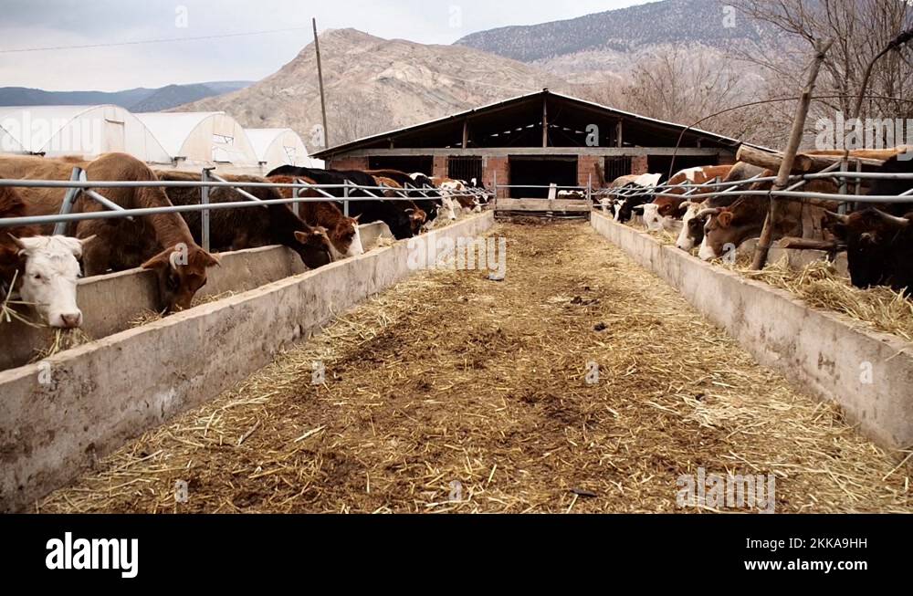 Feeding dairy cattle Stock Videos & Footage - HD and 4K Video Clips - Alamy