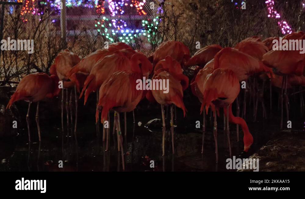 Animal zoo night Stock Videos & Footage - HD and 4K Video Clips - Alamy