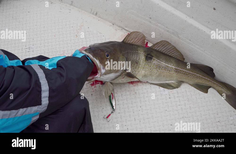 Atlantic cod cod fish Stock Videos & Footage - HD and 4K Video Clips ...