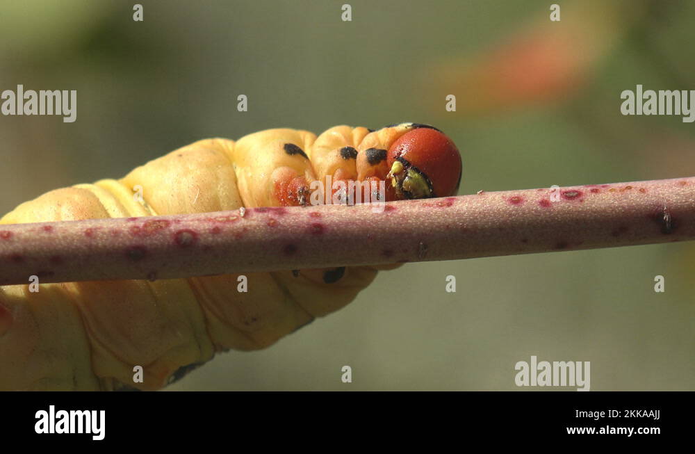 Strong insect Stock Videos & Footage - HD and 4K Video Clips - Alamy